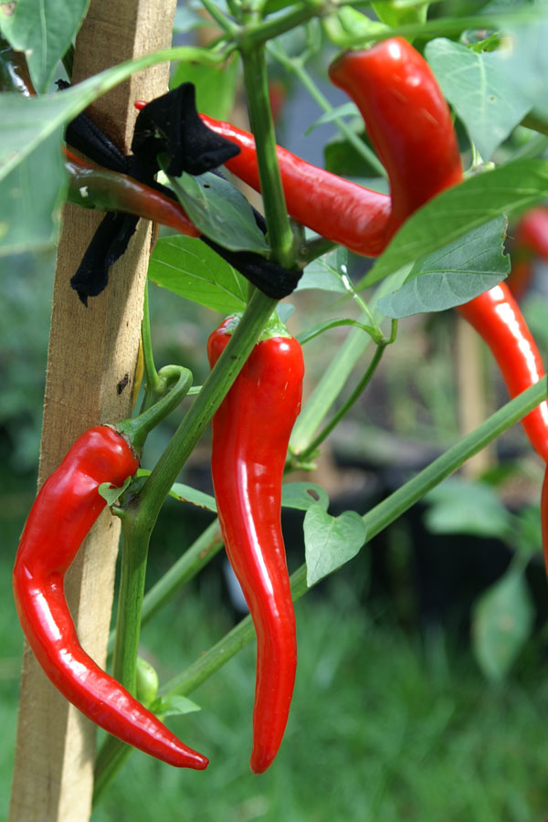 Health Benefits of Chillis • Crazy Fred's Chilli Emporium